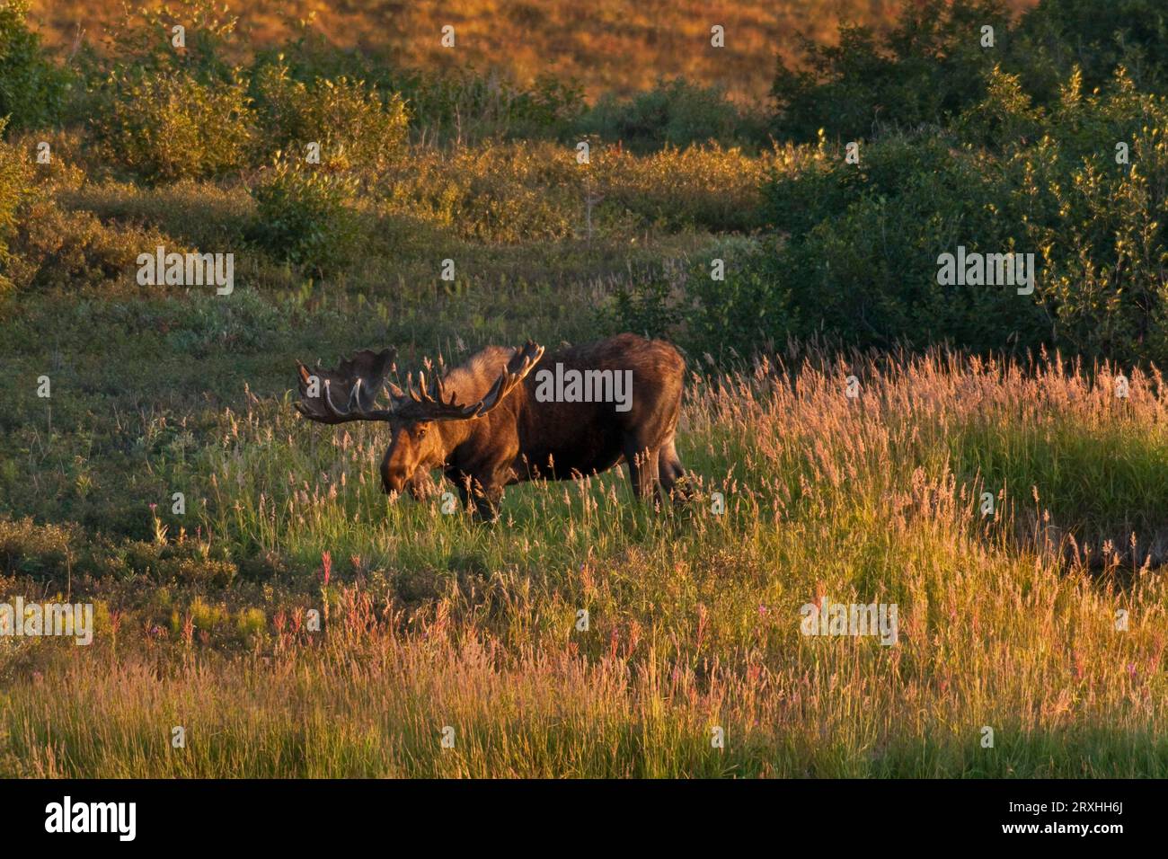 Alaska moose hi-res stock photography and images - Alamy