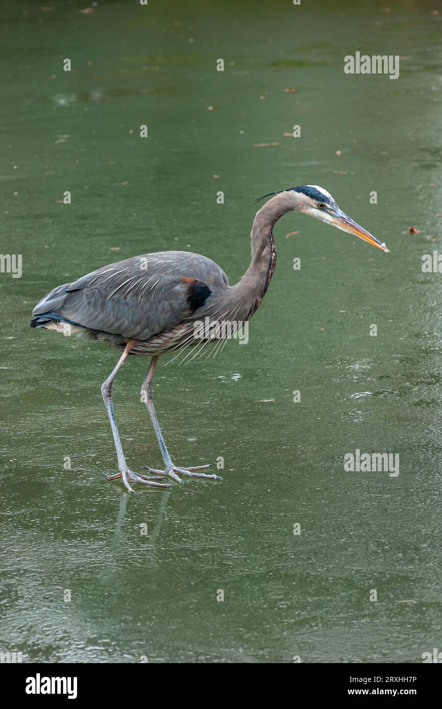 crane walking on thin ice at the Brooklyn Botanic Garden Japanese ...