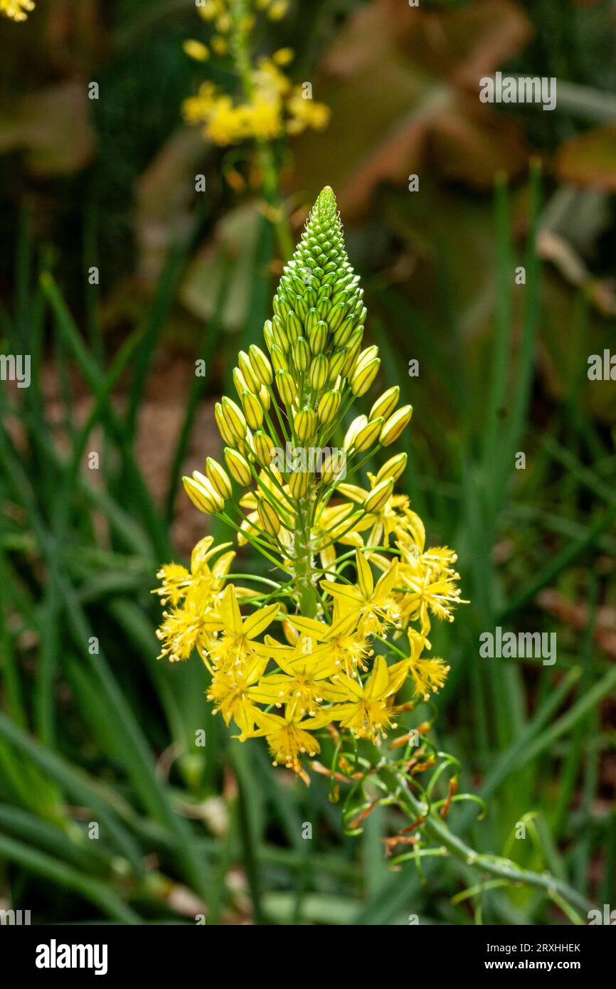 star-shaped yellow flowers, Cape balsam, Bulbine frutescens Stock Photo ...