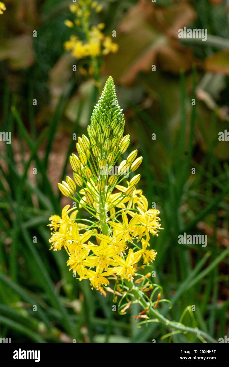 star-shaped yellow flowers, Cape balsam, Bulbine frutescens Stock Photo ...