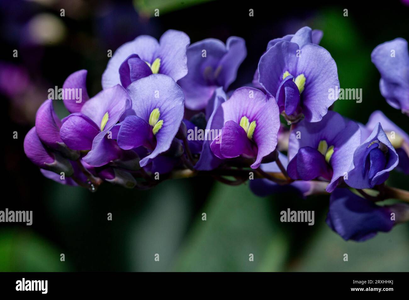 Happy Wandered Hardenbergia violacea Stock Photo - Alamy
