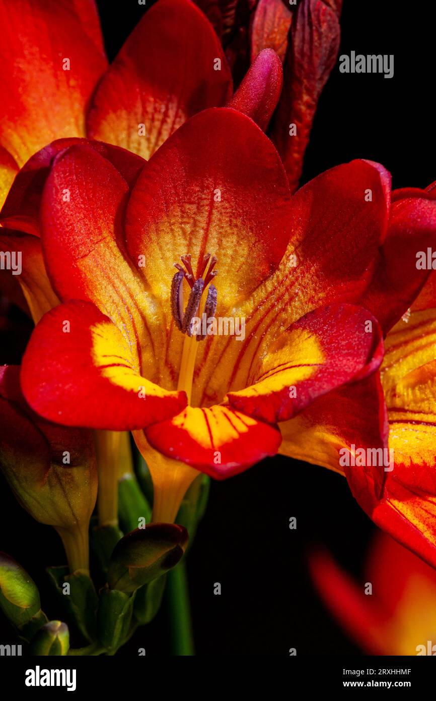Red & Yellow Freesia Stock Photo - Alamy