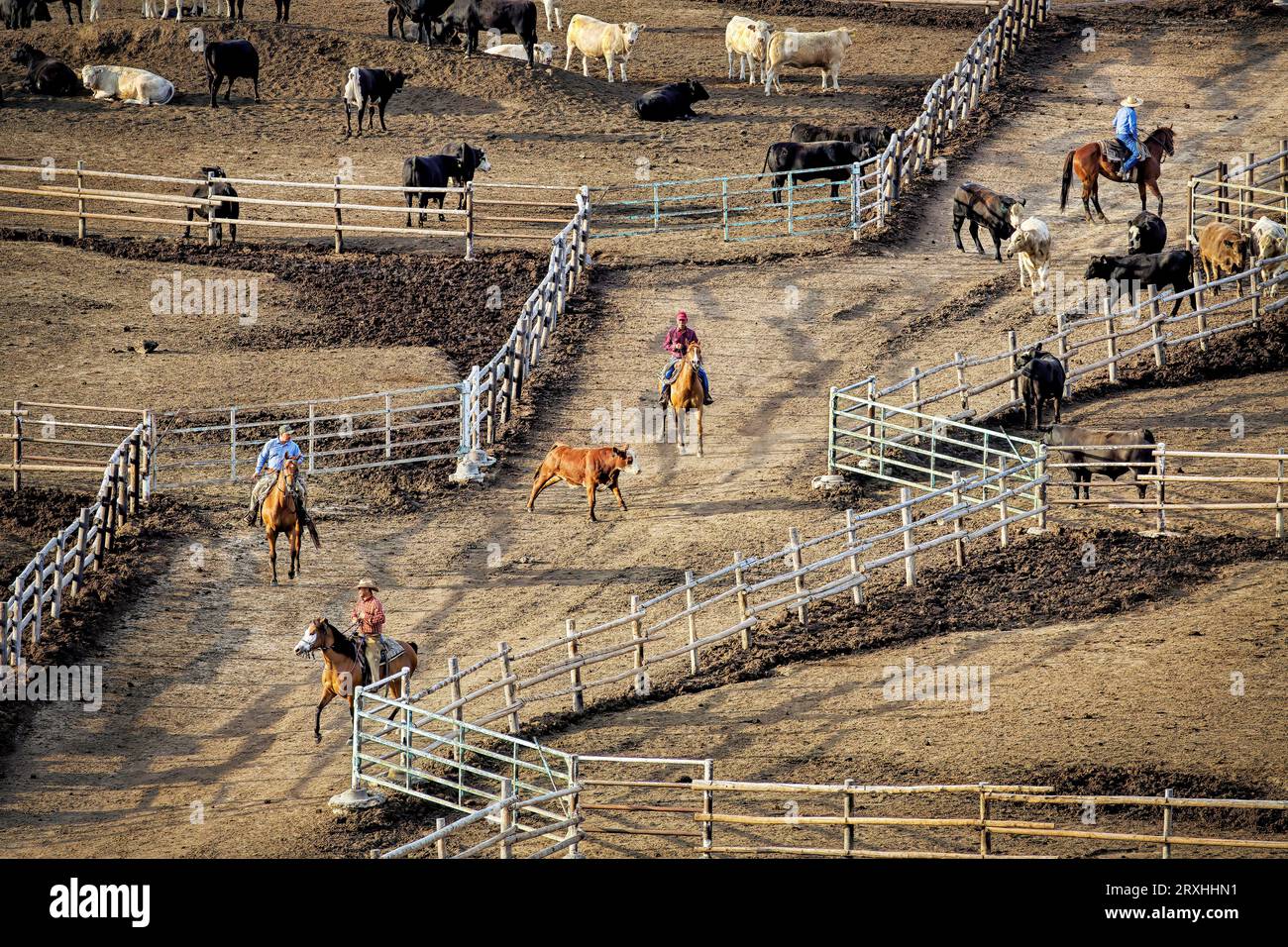 Cattle feedlot america hi-res stock photography and images - Alamy