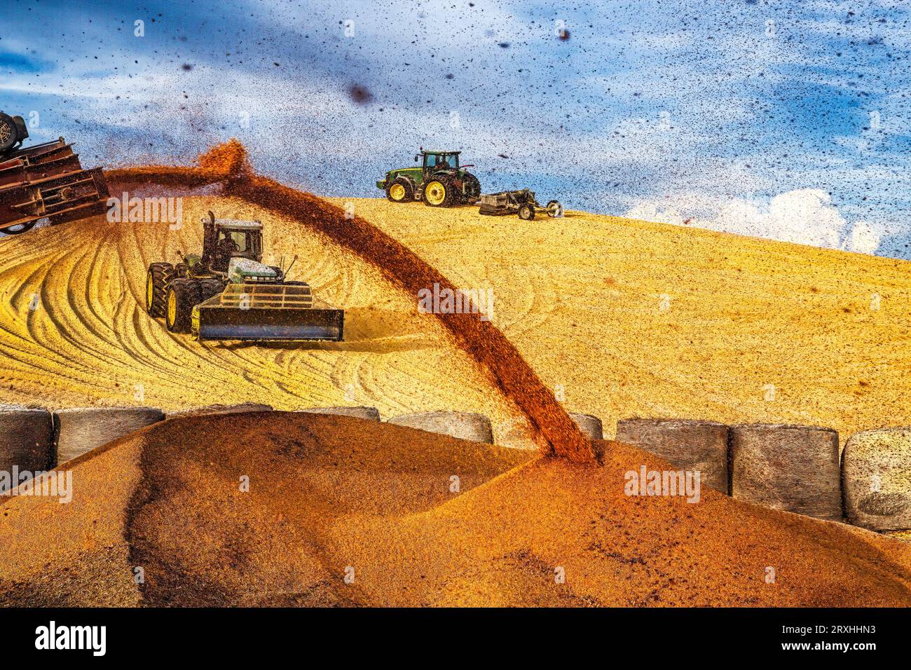Tractors pack down a giant mound of corn at a feedlot near Imperial ...
