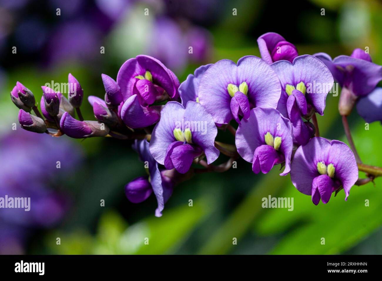 Happy Wandered Hardenbergia violacea Stock Photo - Alamy