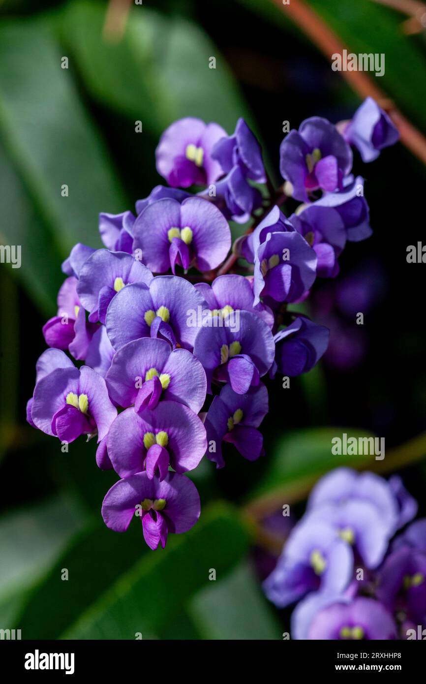 Happy Wandered Hardenbergia violacea Stock Photo - Alamy