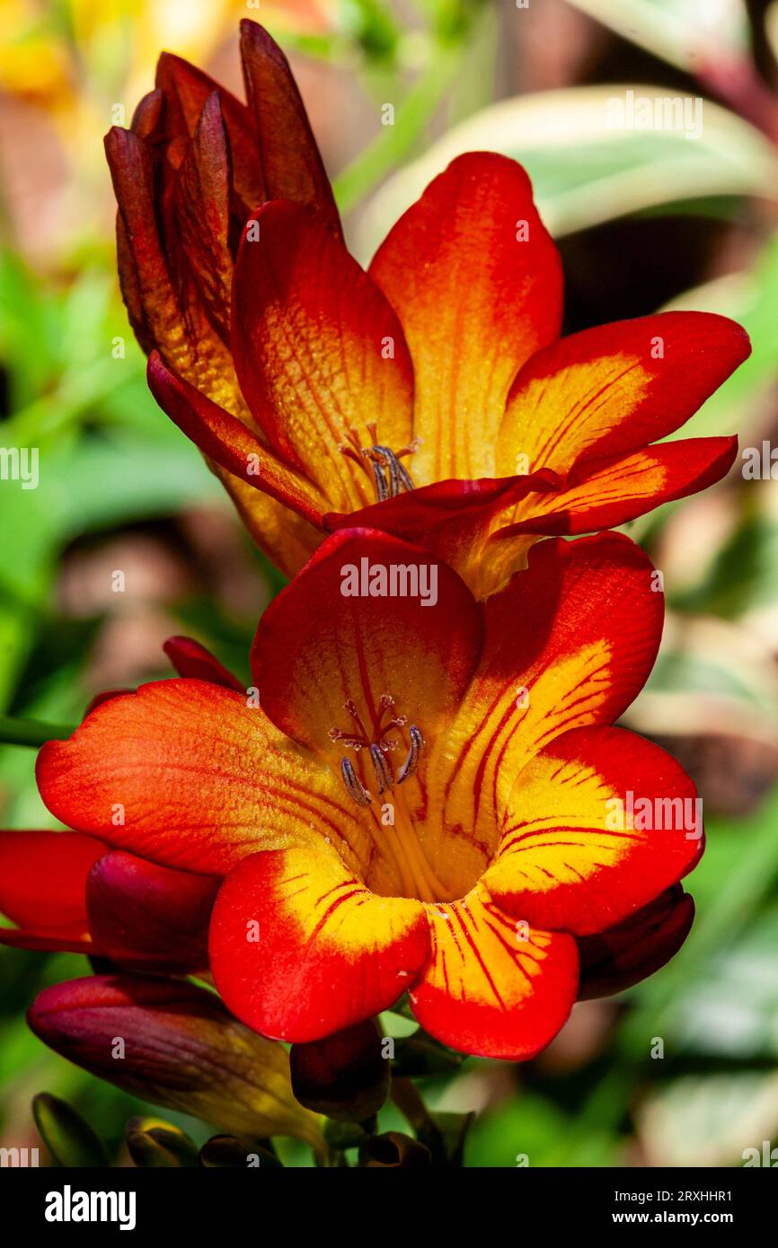 Red & Yellow Freesia Stock Photo - Alamy