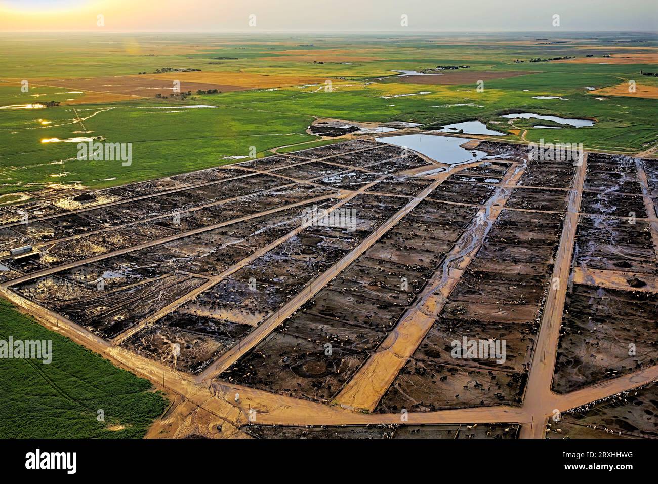 Cattle feedlot america hi-res stock photography and images - Alamy