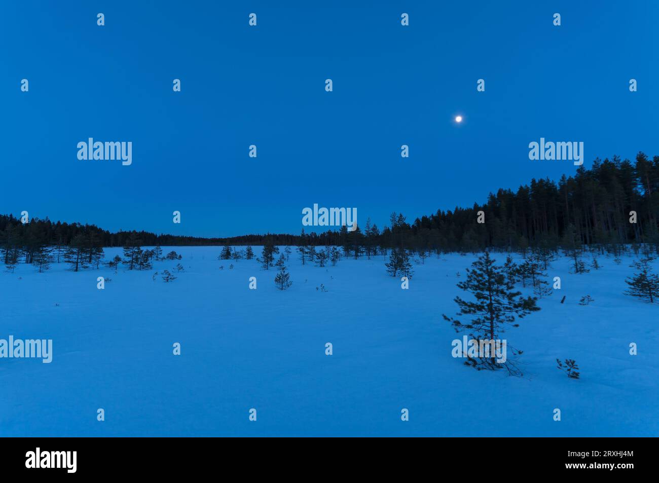 Snowy bog in pine forests of northern Pirkanmaa in blue winter ...