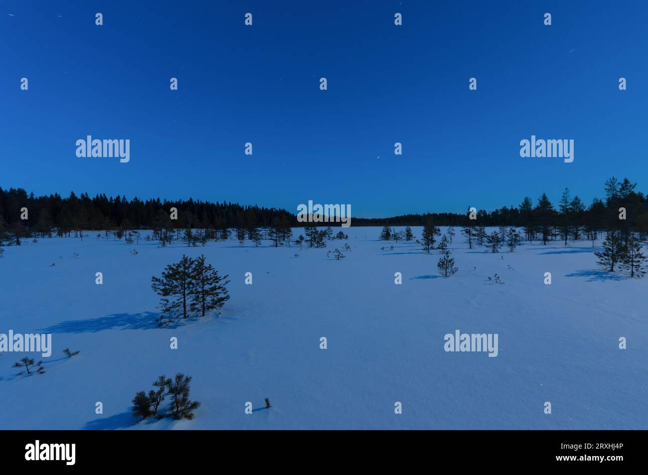 Snowy bog in pine forests of northern Pirkanmaa in blue winter ...