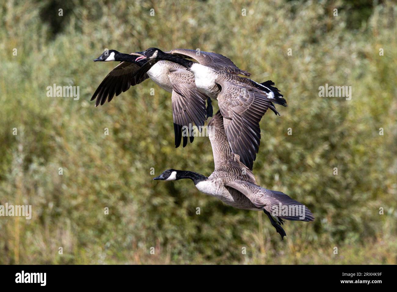 Canadian geese flying formation hi-res stock photography and images - Alamy