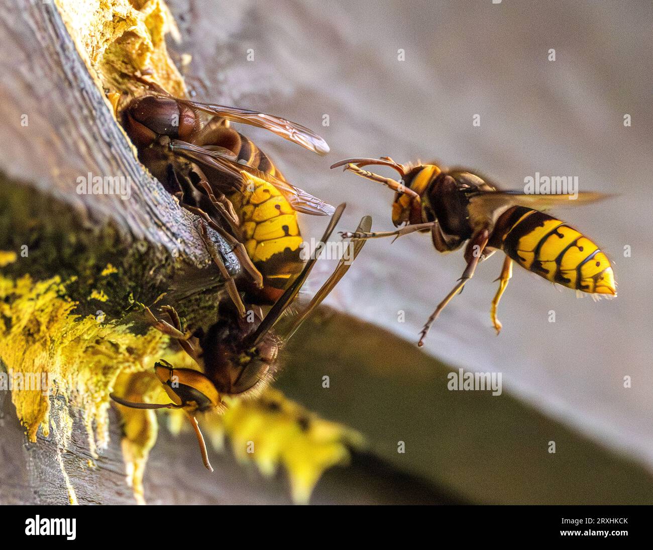 Largest european wasp hi-res stock photography and images - Alamy