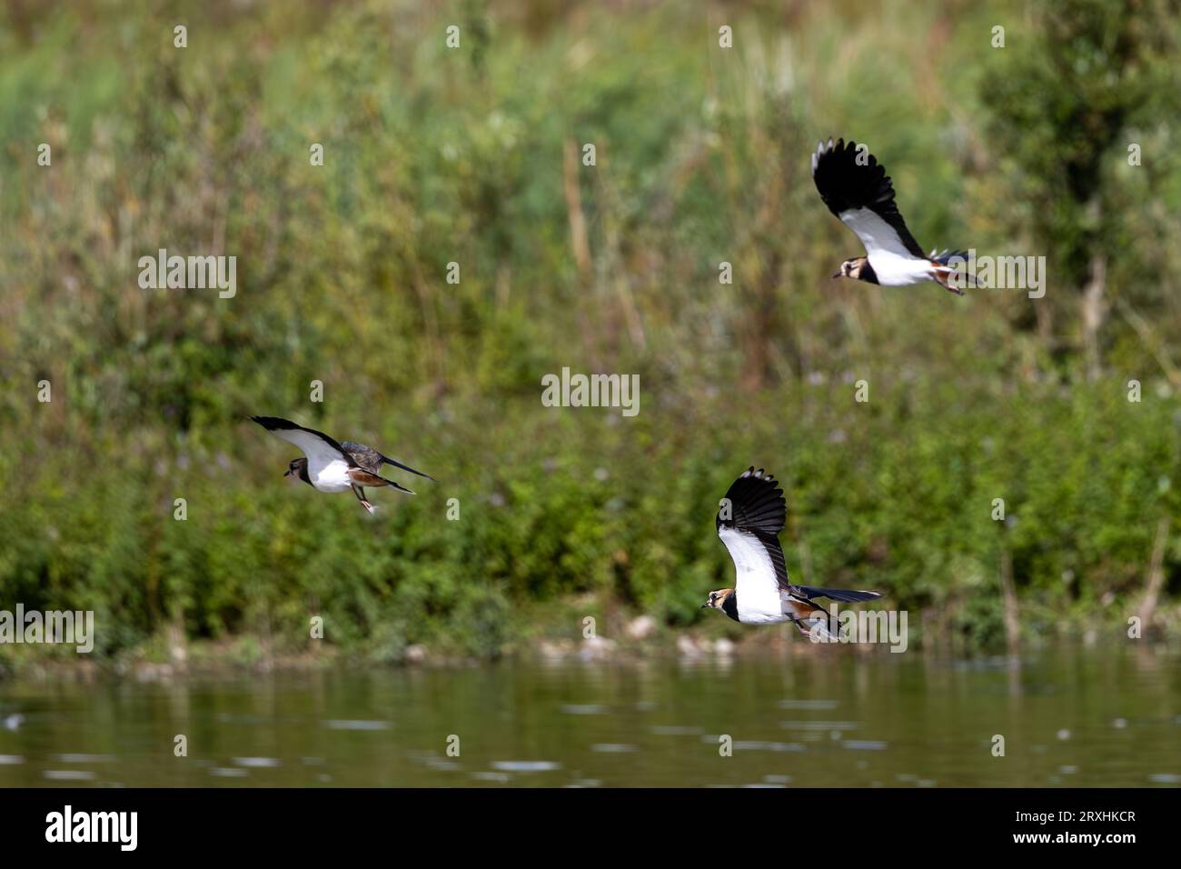 Lapwing peewit bird hi-res stock photography and images - Alamy