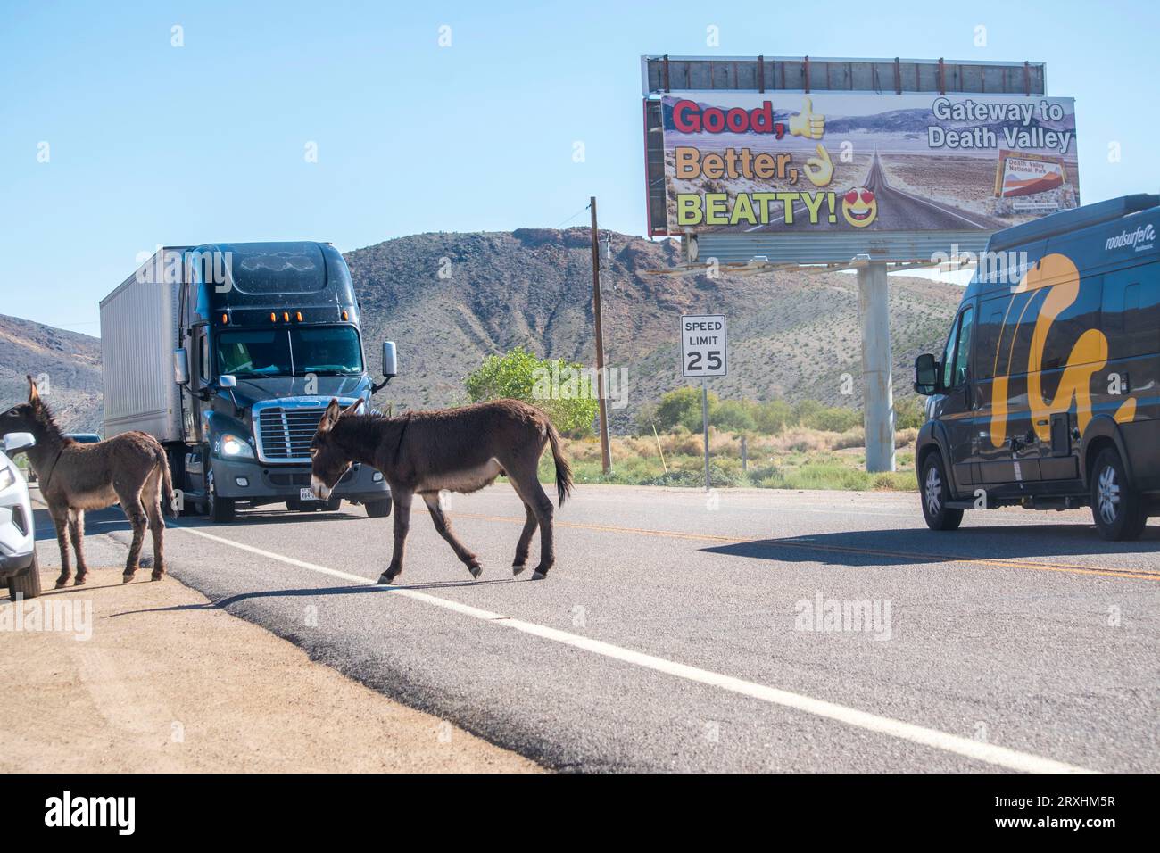 The town of Beatty, NV, USA is known for its local herd of wild burro ...