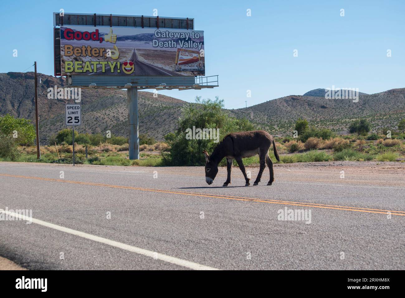 The town of Beatty, NV, USA is known for its local herd of wild burro ...