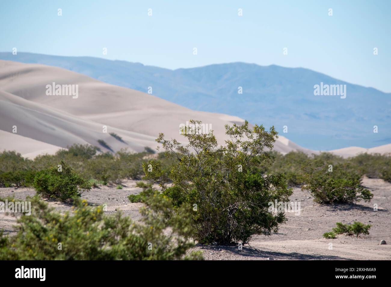 Big Dune Recreation Area features sand dunes near Las Vegas, NV, USA ...