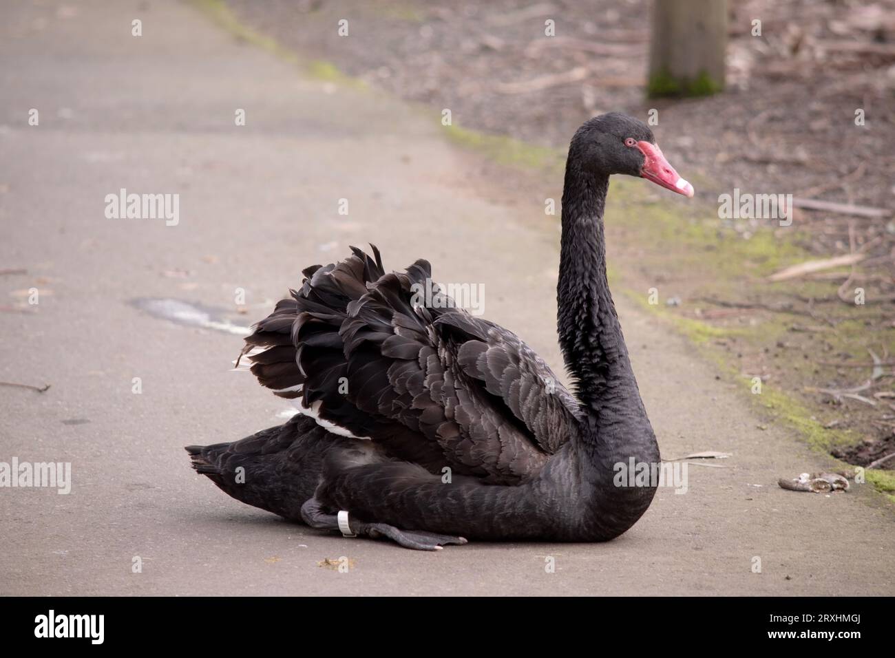 the Australian black swan is almost all black, with a red beak and eye ...