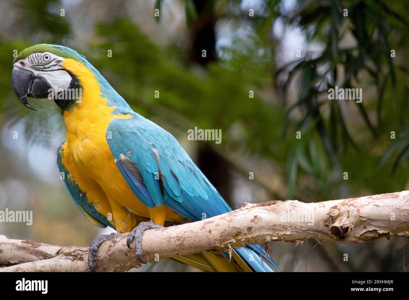 the Back and upper tail feathers of the blue and gold macaw are ...