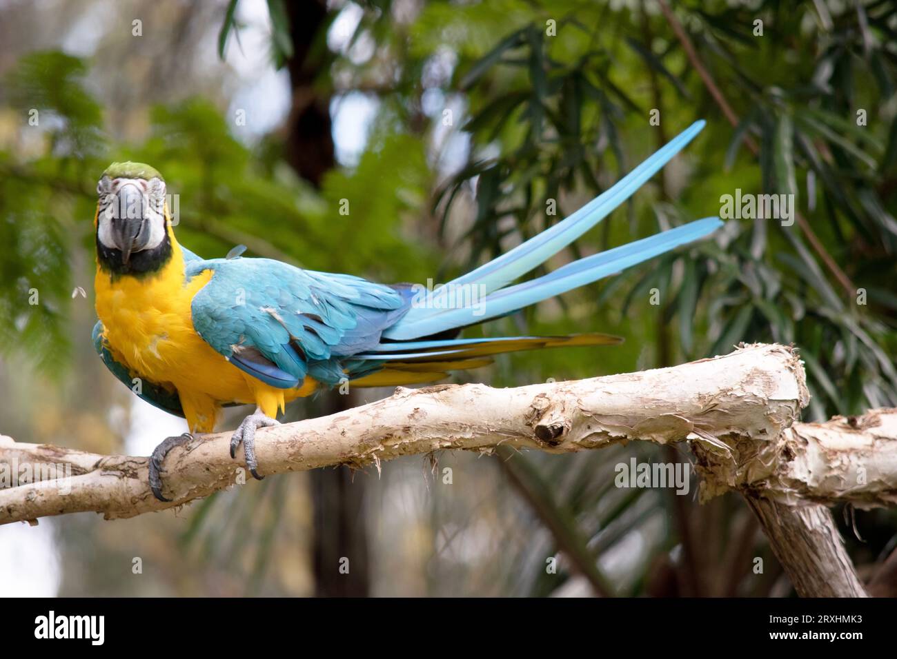 the Back and upper tail feathers of the blue and gold macaw are ...