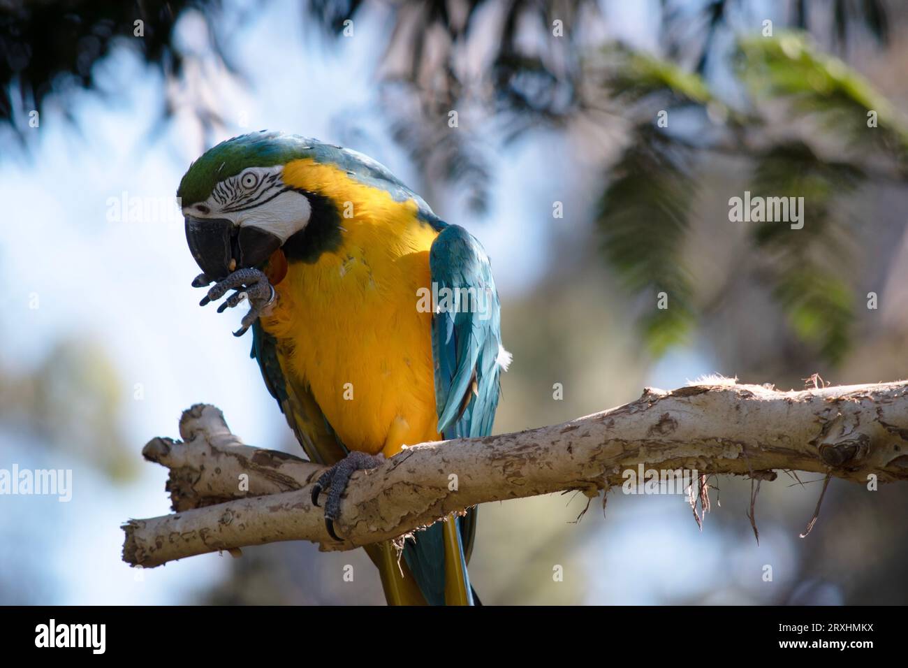 the blue and gold Macaw has back and upper tail feathers of the blue ...