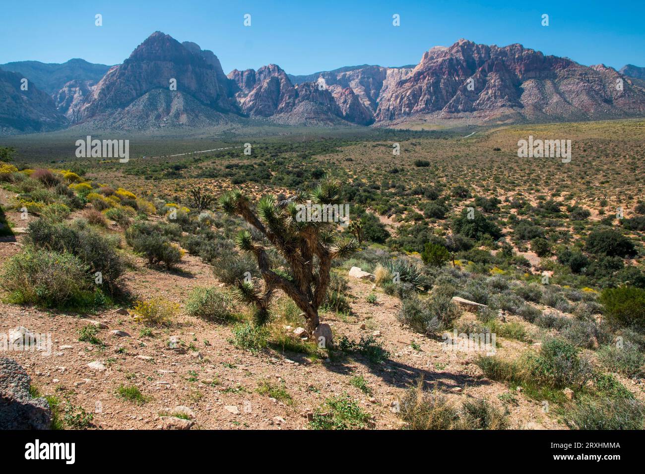 Red rock canyon las vegas wildflowers hi-res stock photography and ...