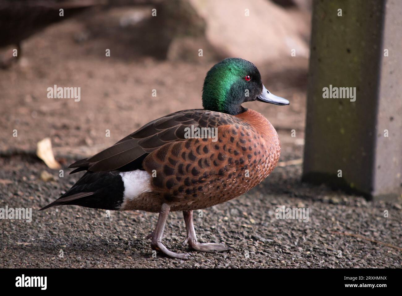the male the chestnut teal duck has a green head and neck and a brown ...