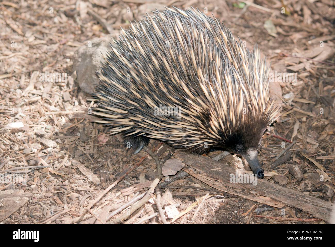 The echidna has spines like a porcupine, a beak like a bird, a pouch ...