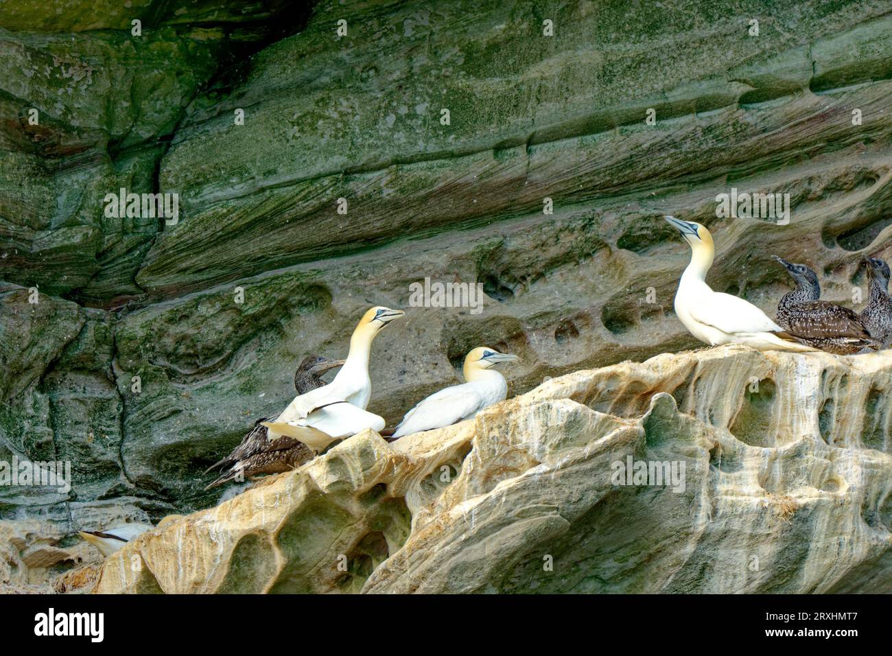 Gannets are large white birds with yellowish heads, black-tipped wings ...