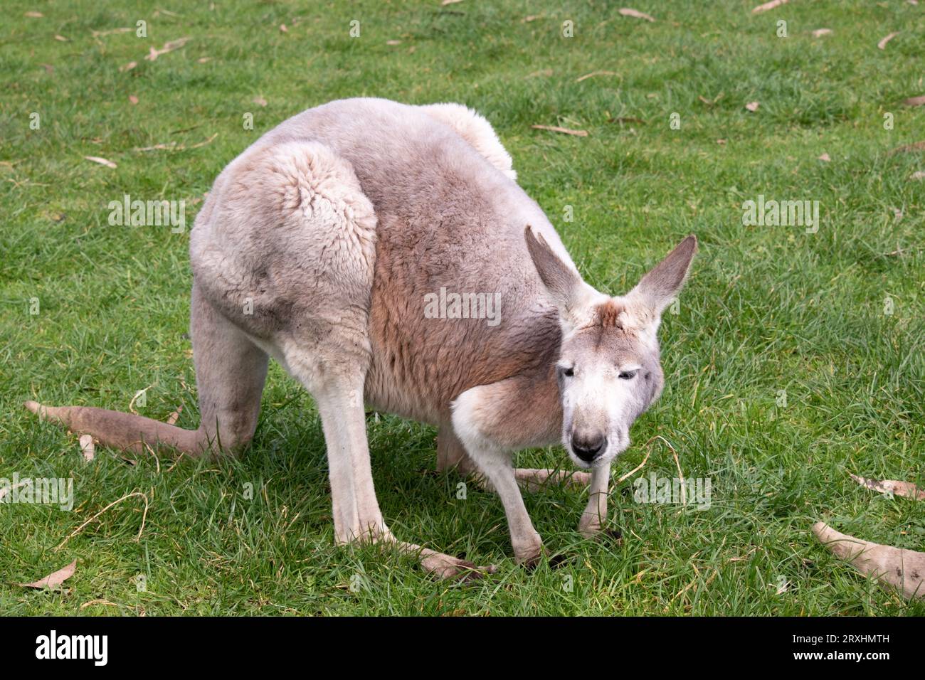 Females are smaller than males and are blue-grey with a brown tinge ...