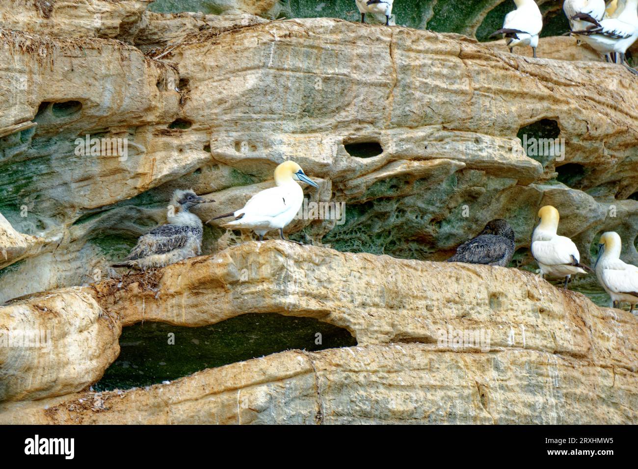 Gannets are large white birds with yellowish heads, black-tipped wings ...