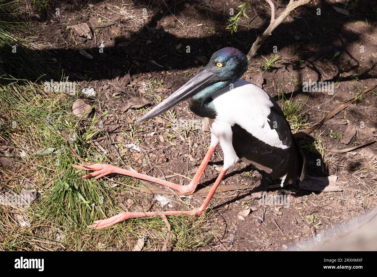 The head and neck of a jabiru is black with an iridescent green and ...