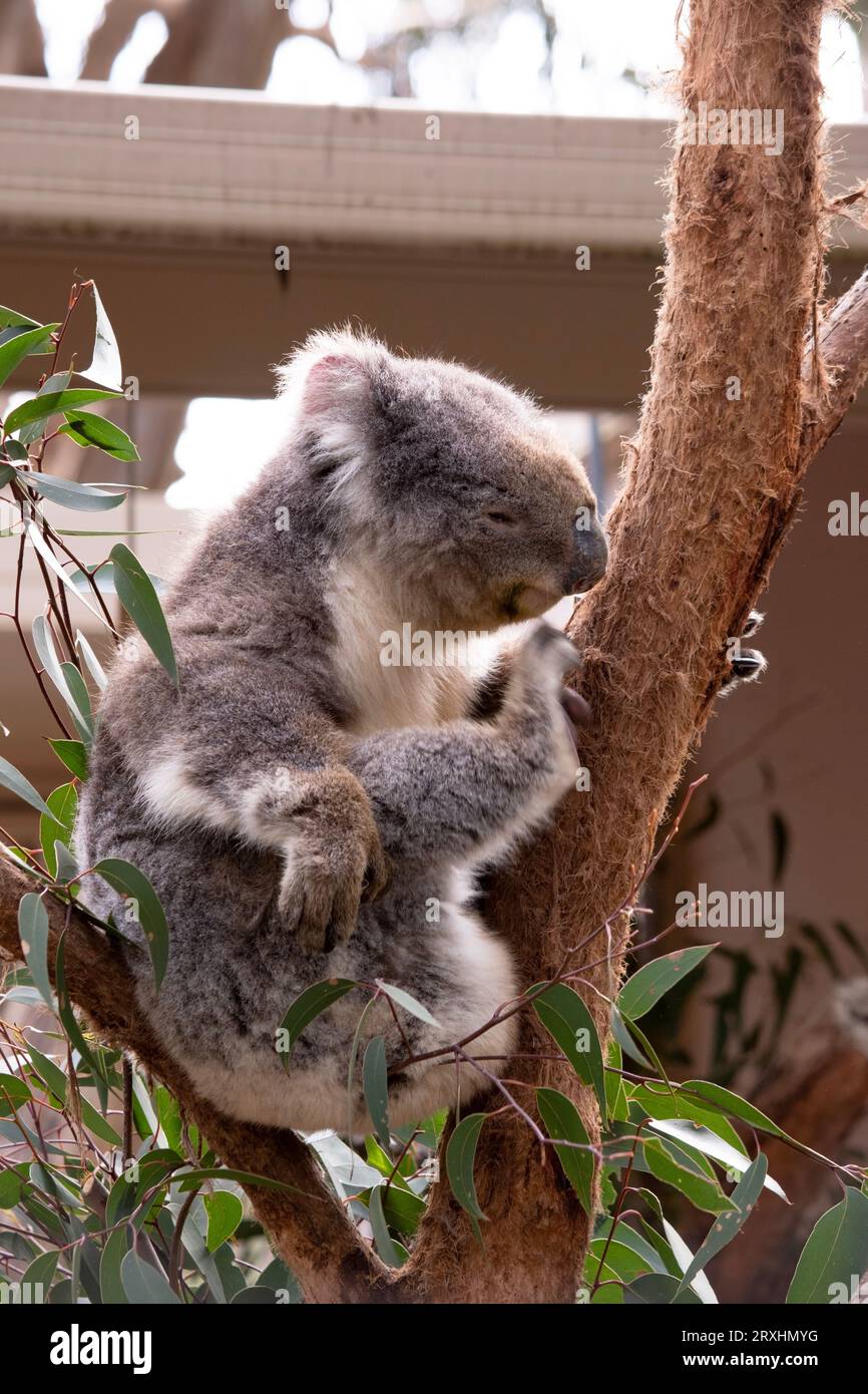 the Koala has a large round head, big furry ears and big black nose ...