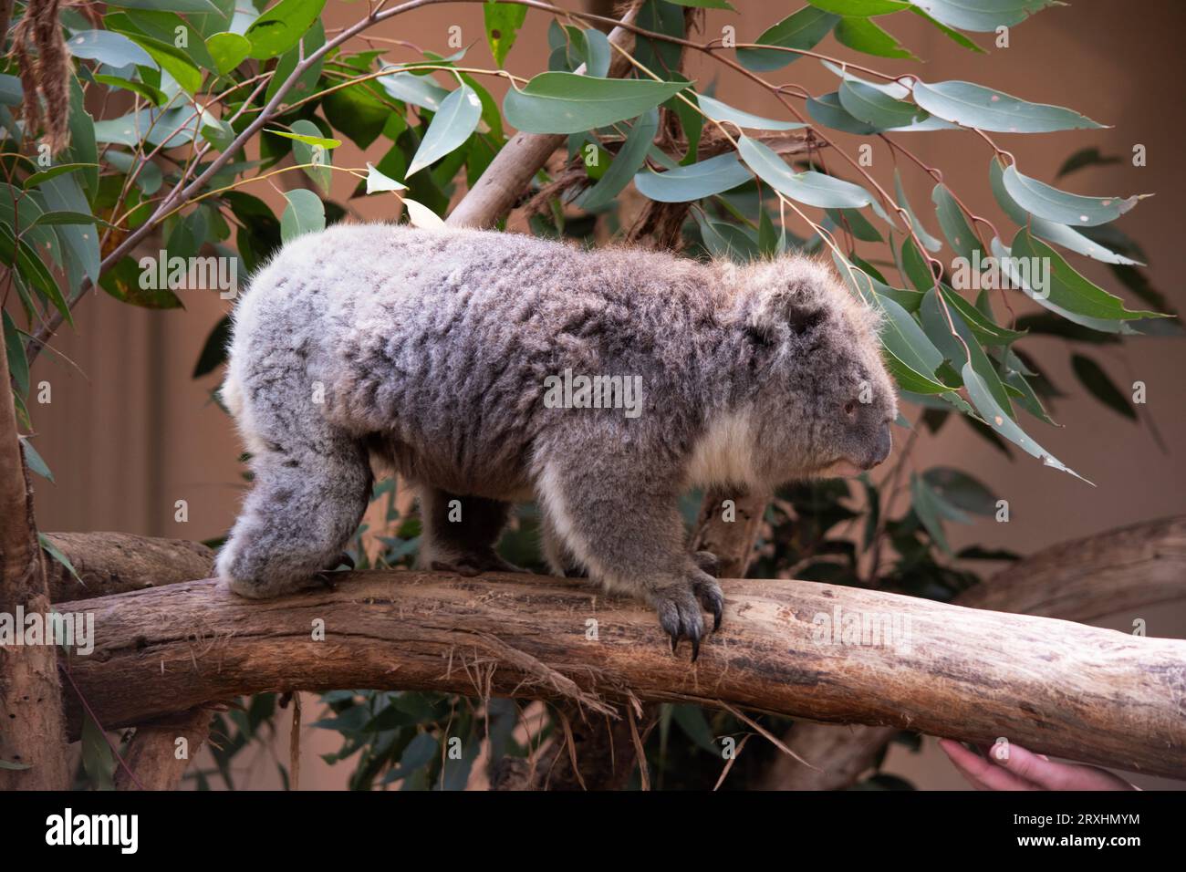 the Koala has a large round head, big furry ears and big black nose ...