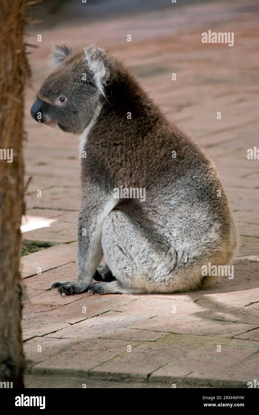 The Koala has a large round head, big furry ears and big black nose ...