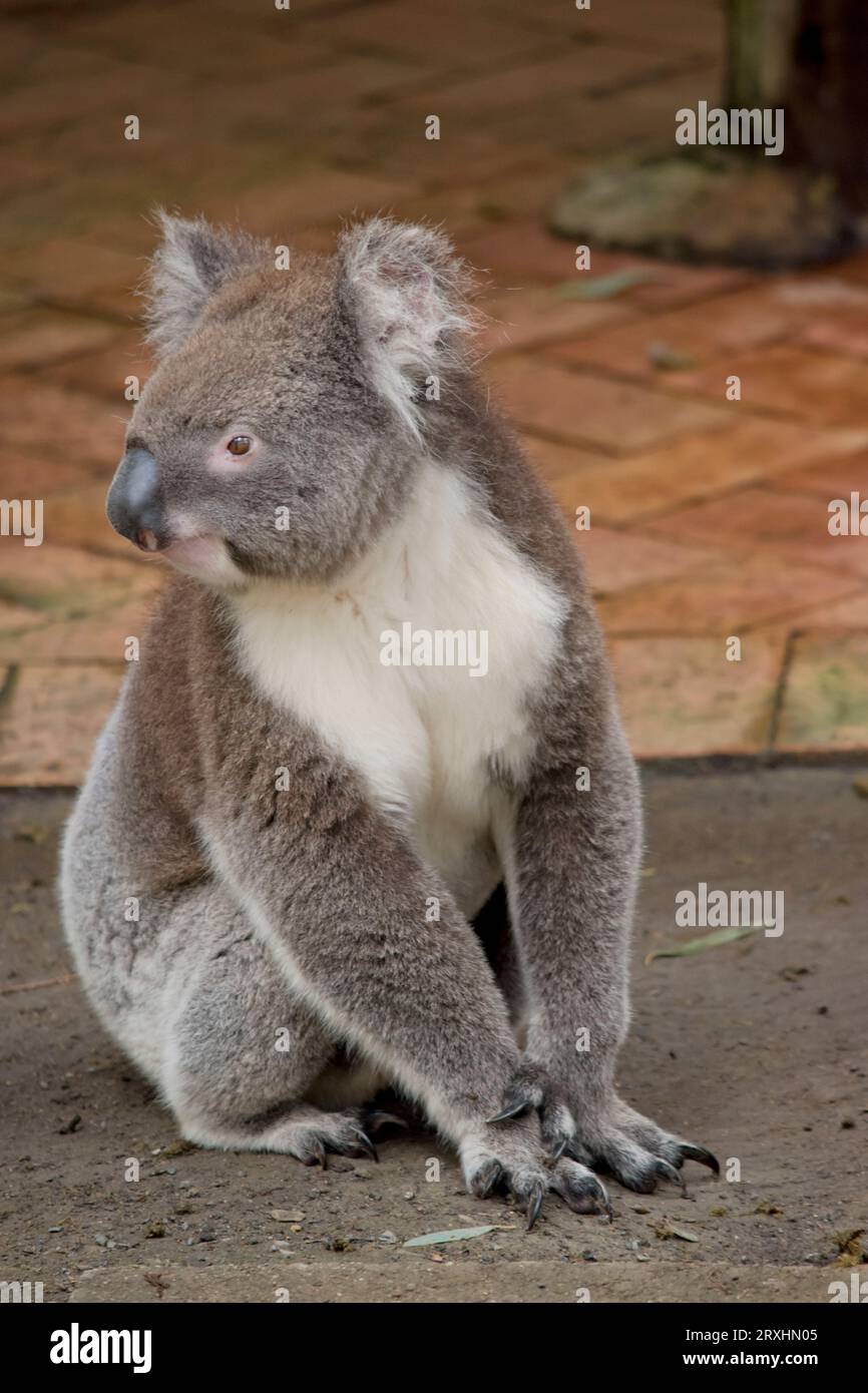 The Koala has a large round head, big furry ears and big black nose ...