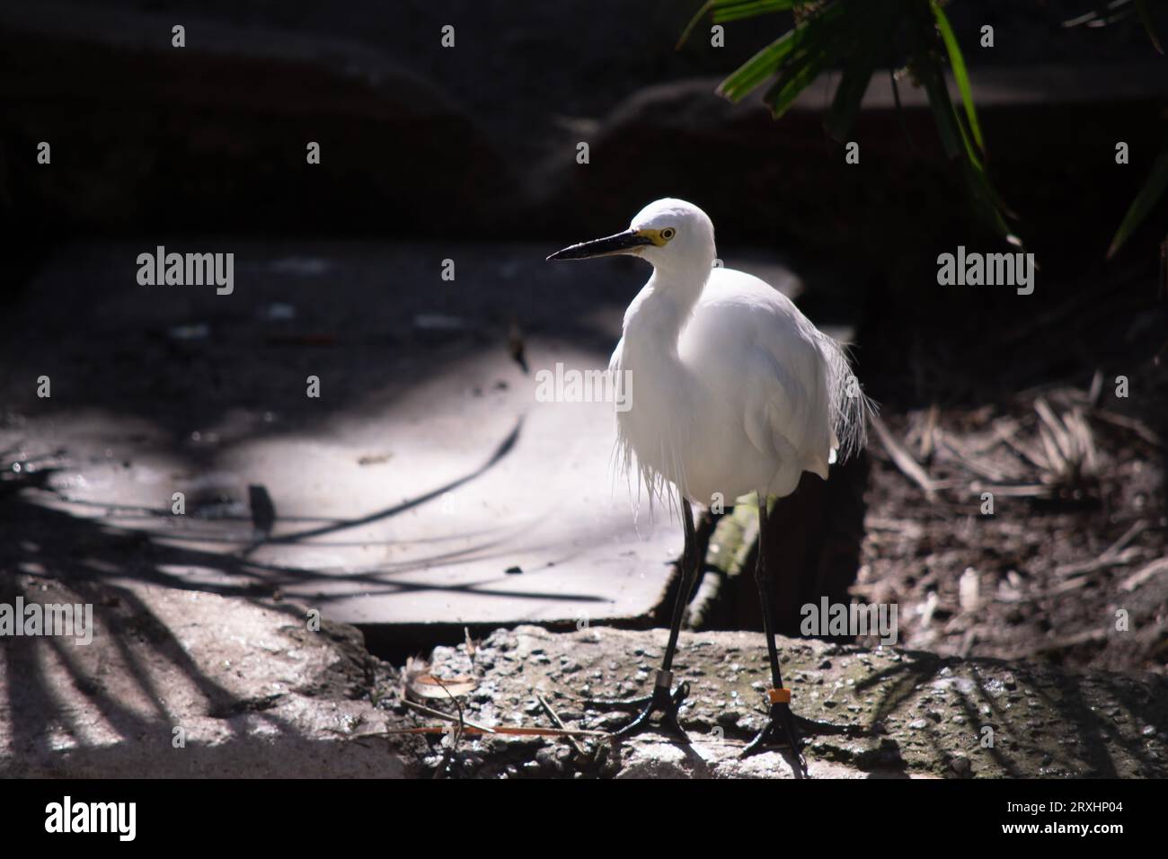 The little egret has a relatively short, thick neck, a sturdy bill, and ...