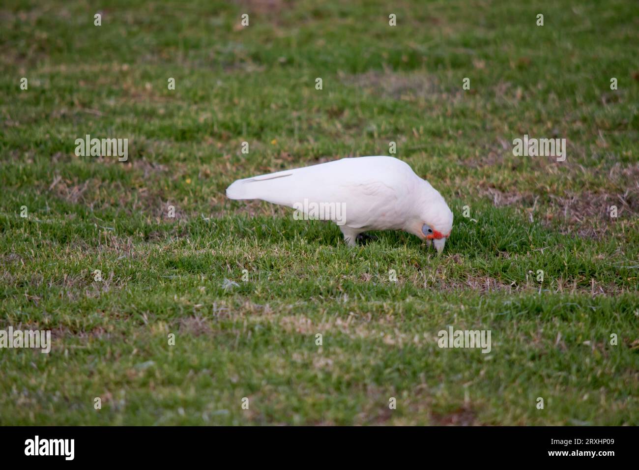 the long billed corella is an all white bird with red on the face and ...