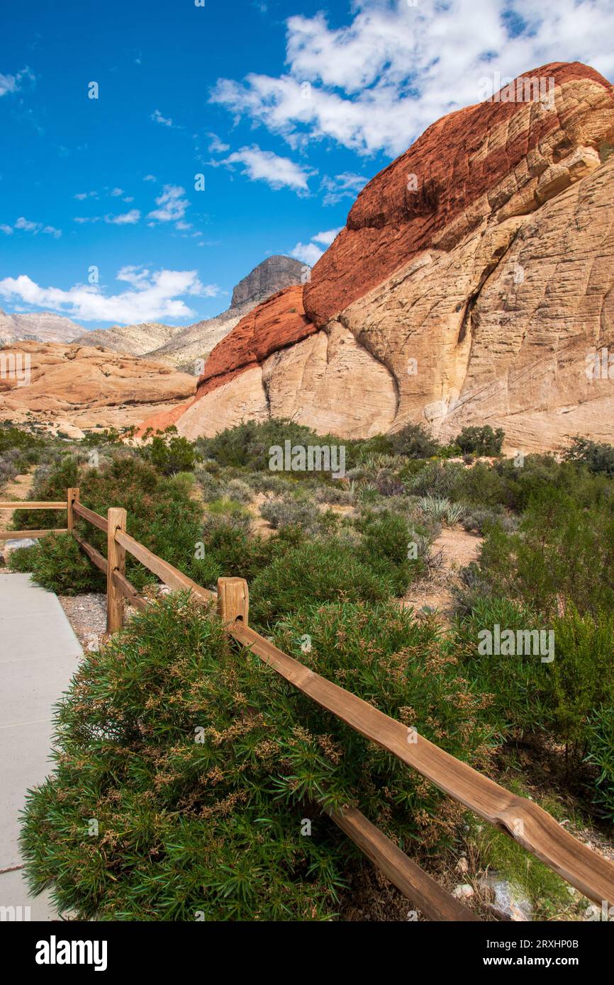 Red rock canyon las vegas wildflowers hi-res stock photography and ...