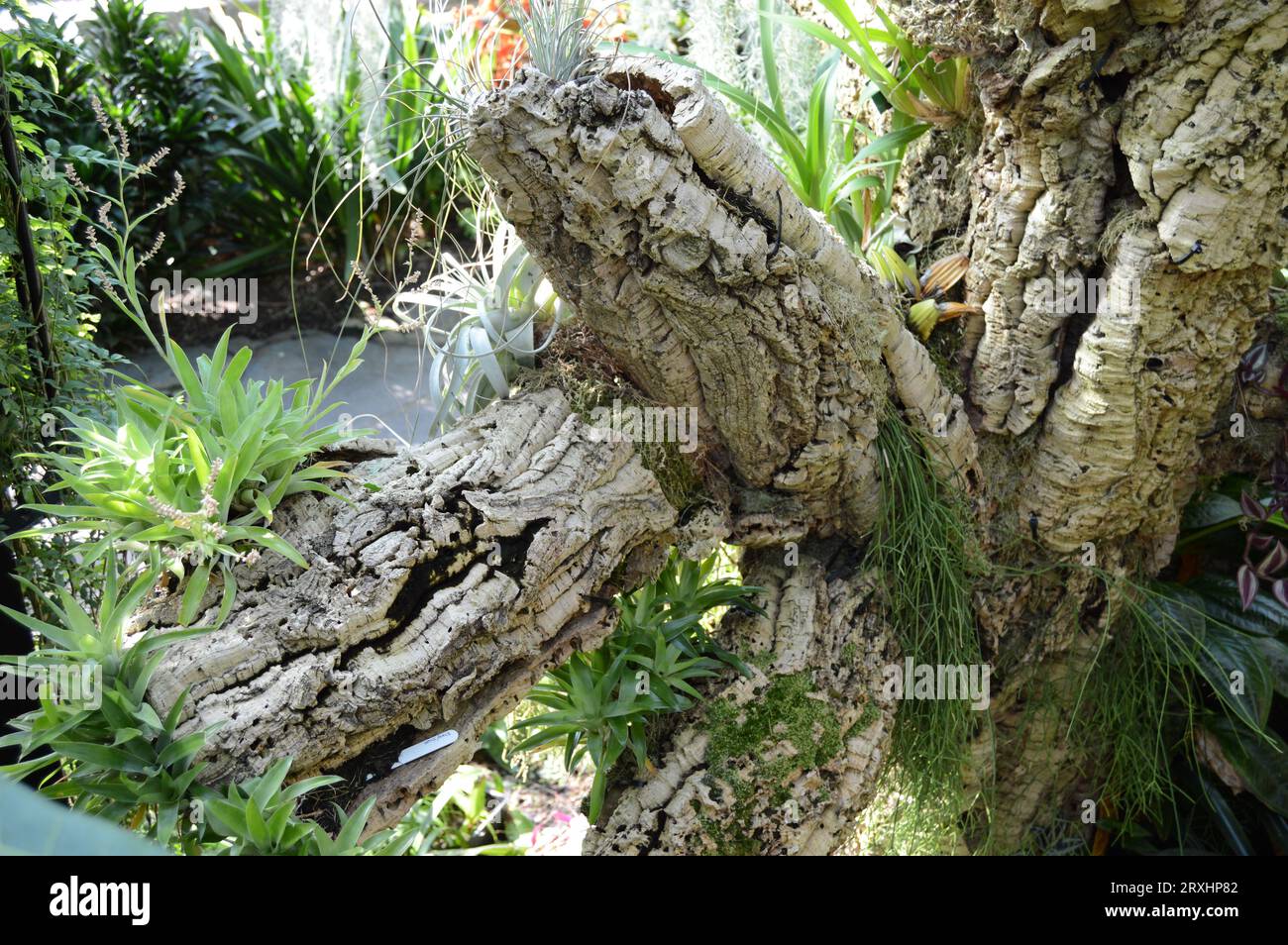 Epiphytes botany hi-res stock photography and images - Alamy