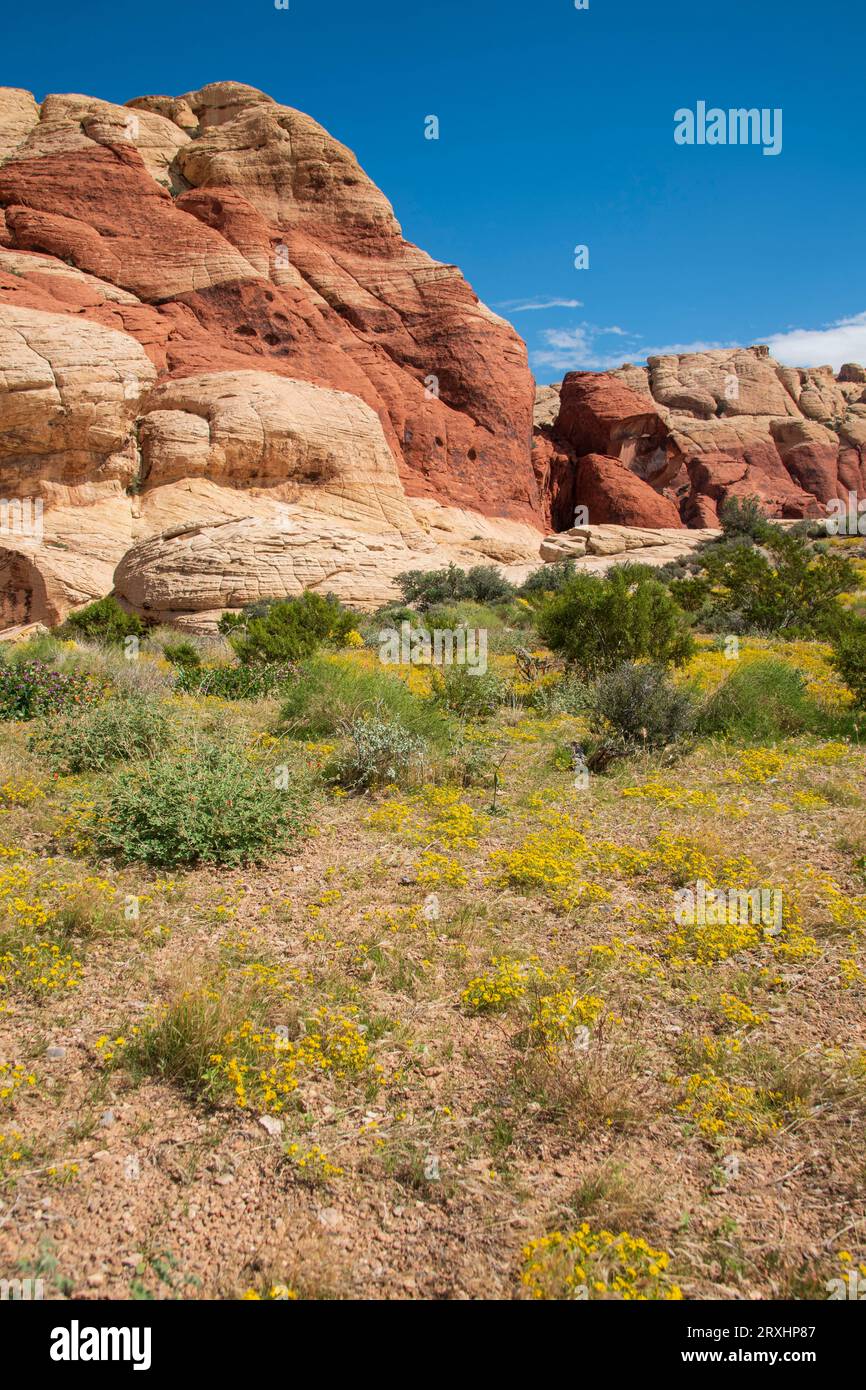 Red rock canyon las vegas wildflowers hi-res stock photography and ...