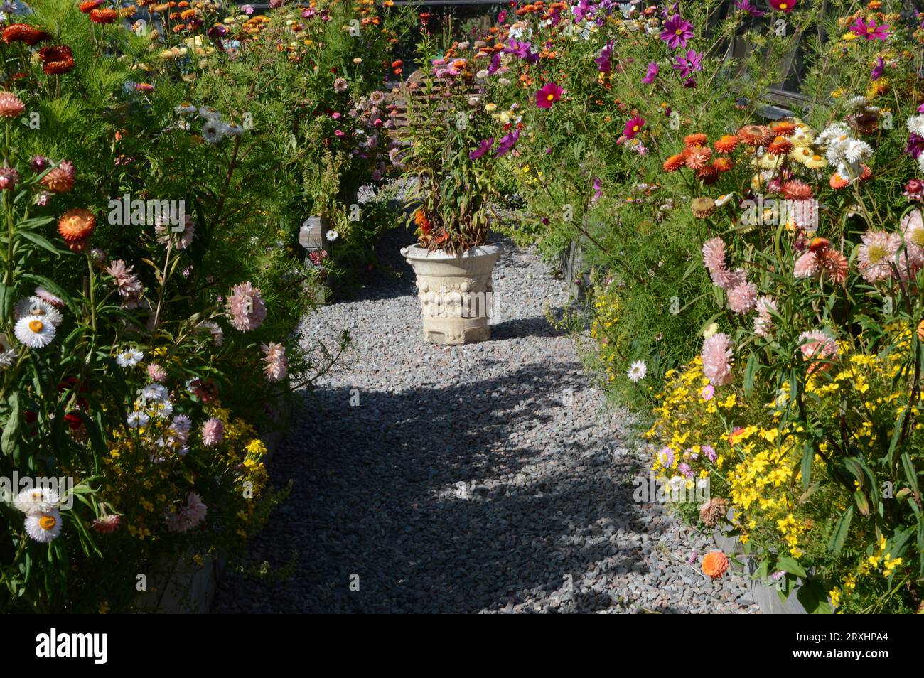 Colourful late August flower display Inverness Botanic Garden Stock ...