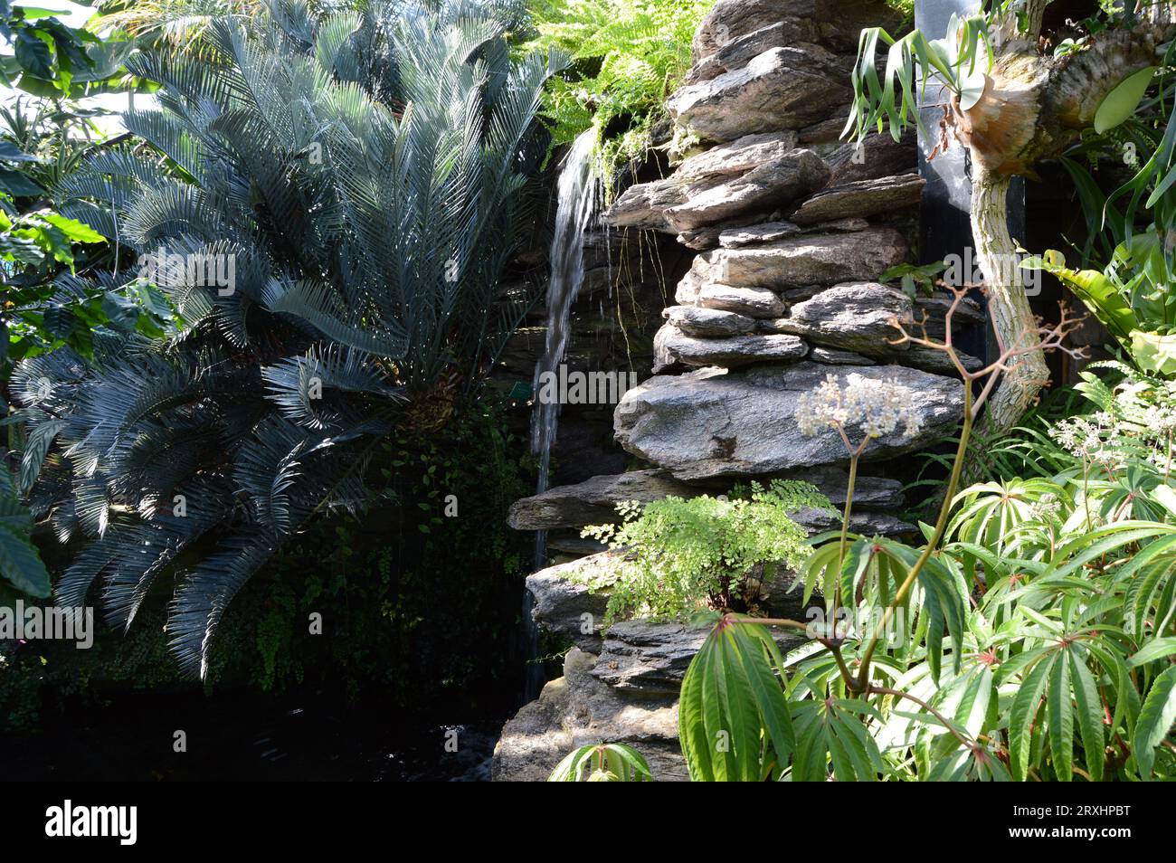 Cooling water falling through tropical plants in hothouse Stock Photo ...
