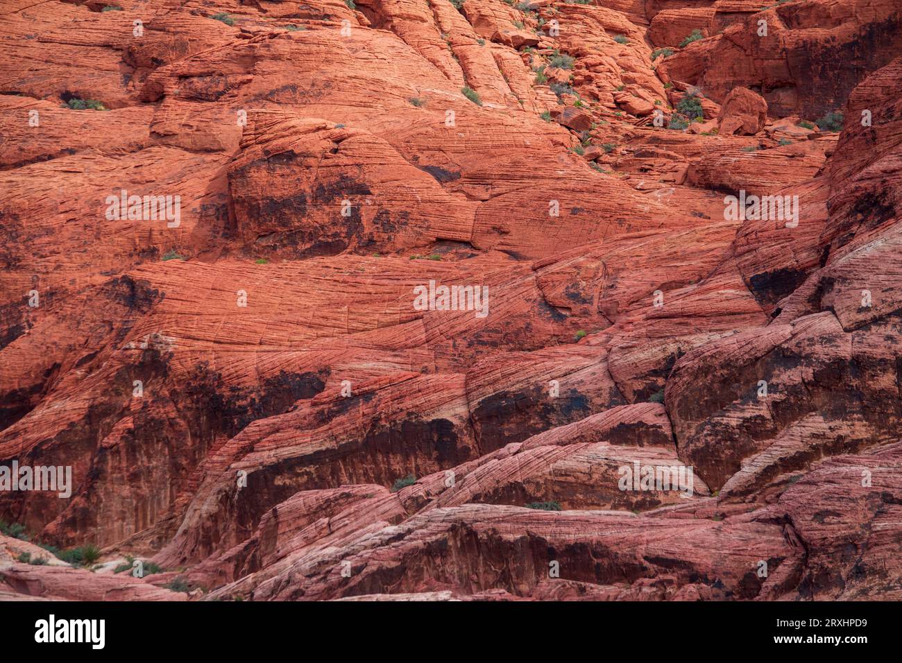 Red Rock Canyon National Conservation Area is a great place to visit ...