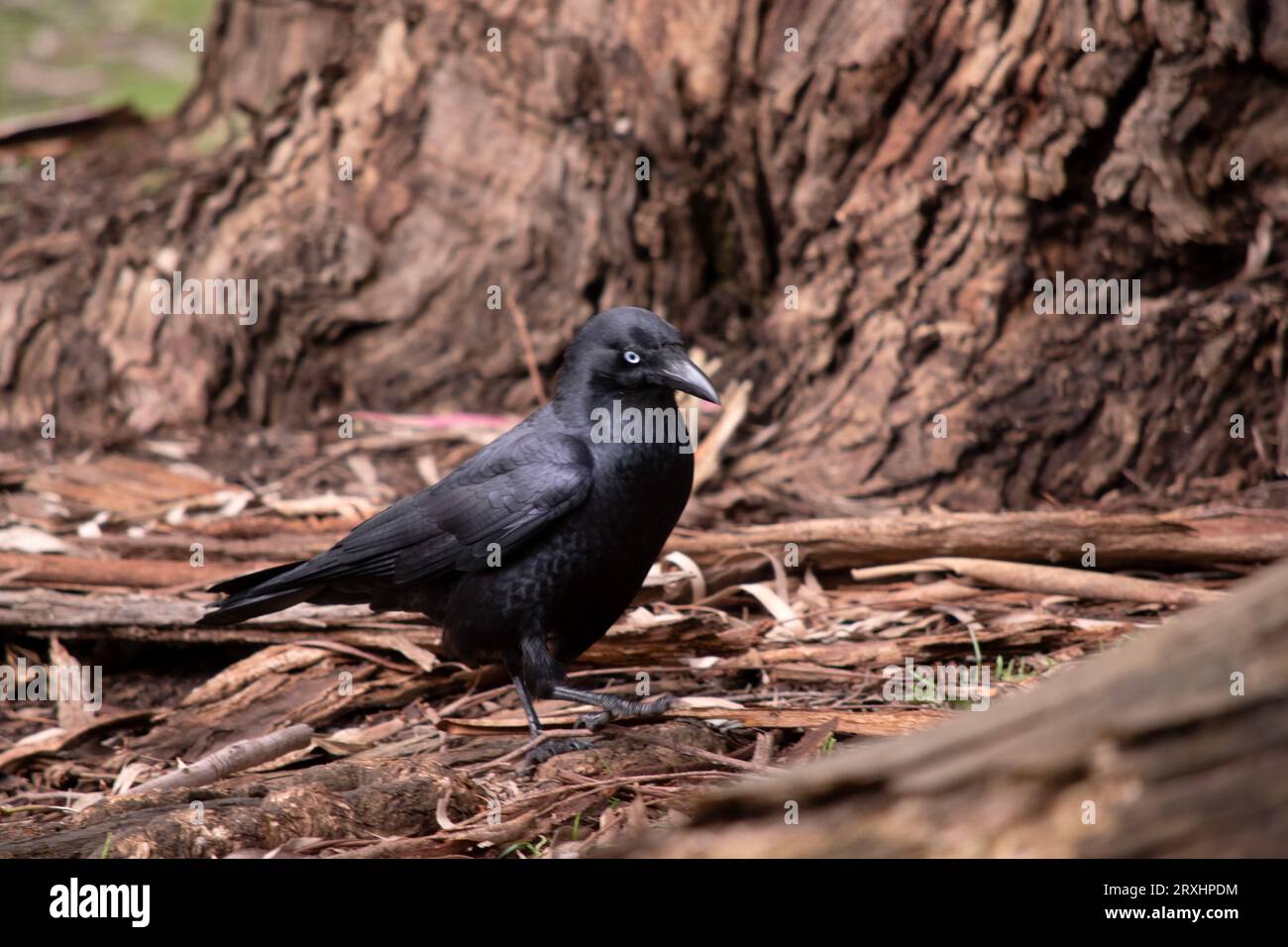 Australian Ravens are black with white eyes in adults. The feathers on ...