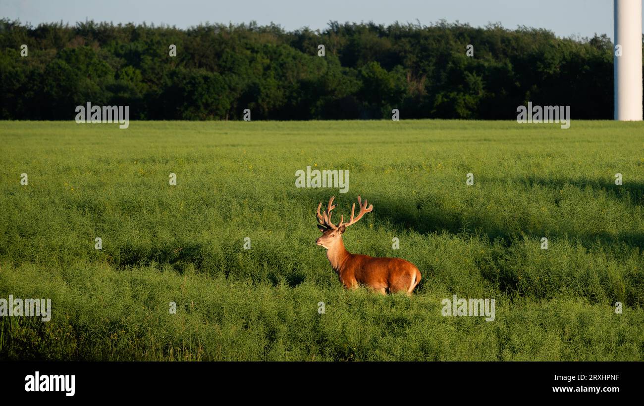 Deer facing front hi-res stock photography and images - Alamy