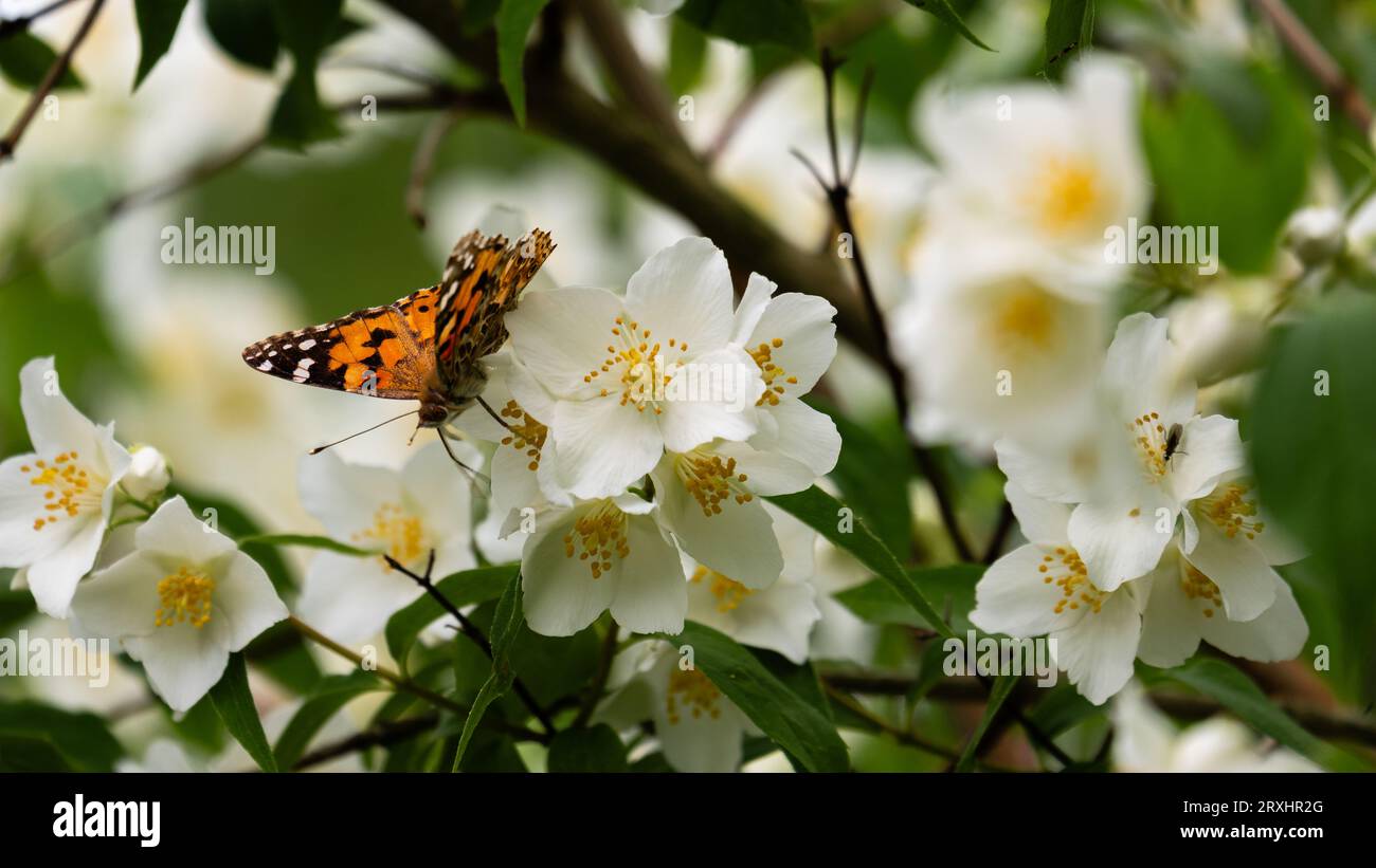 butterfly on flowers Stock Photo - Alamy