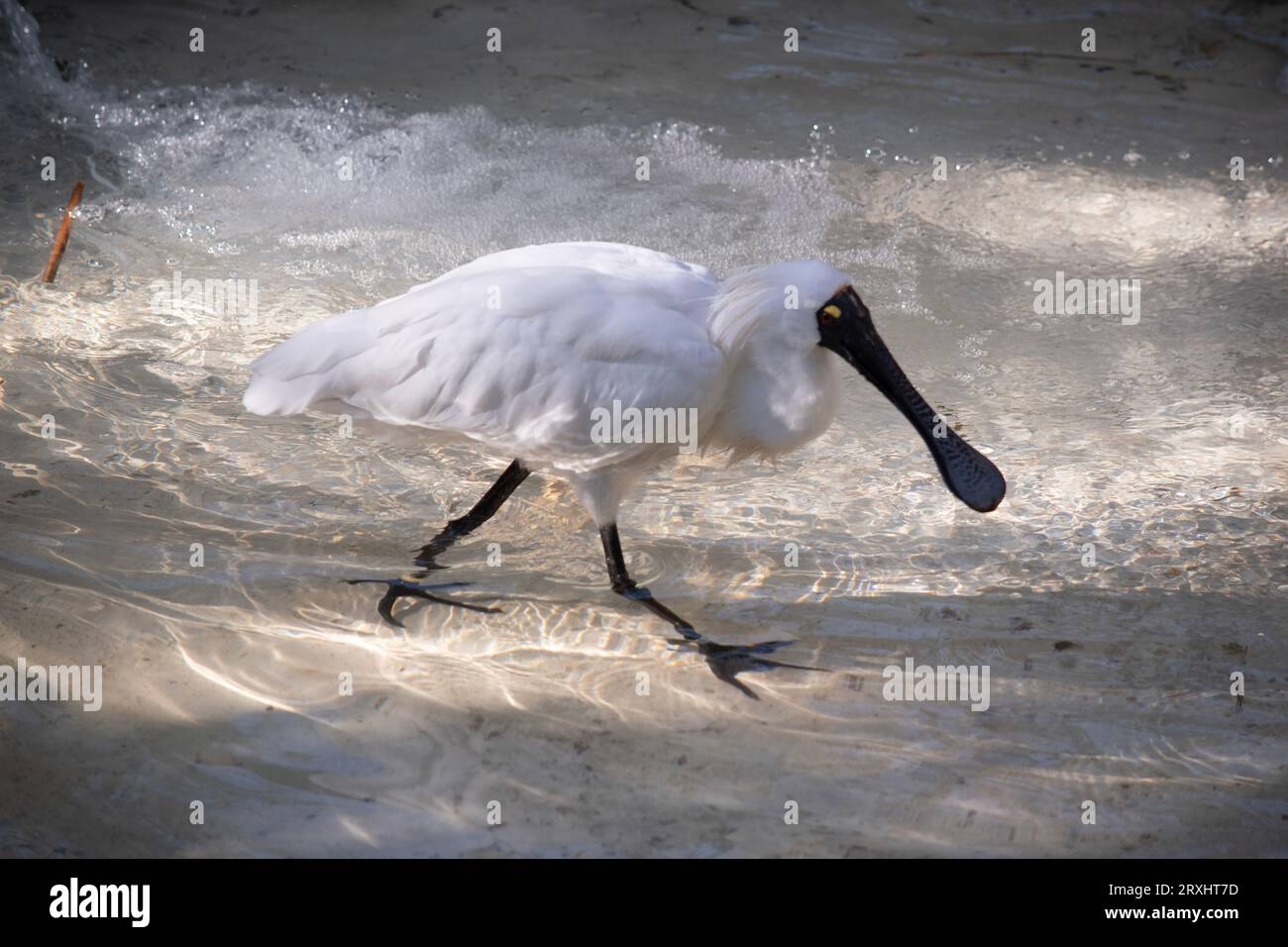 The royal spoonbill is a large white sea bird with a black bill that ...