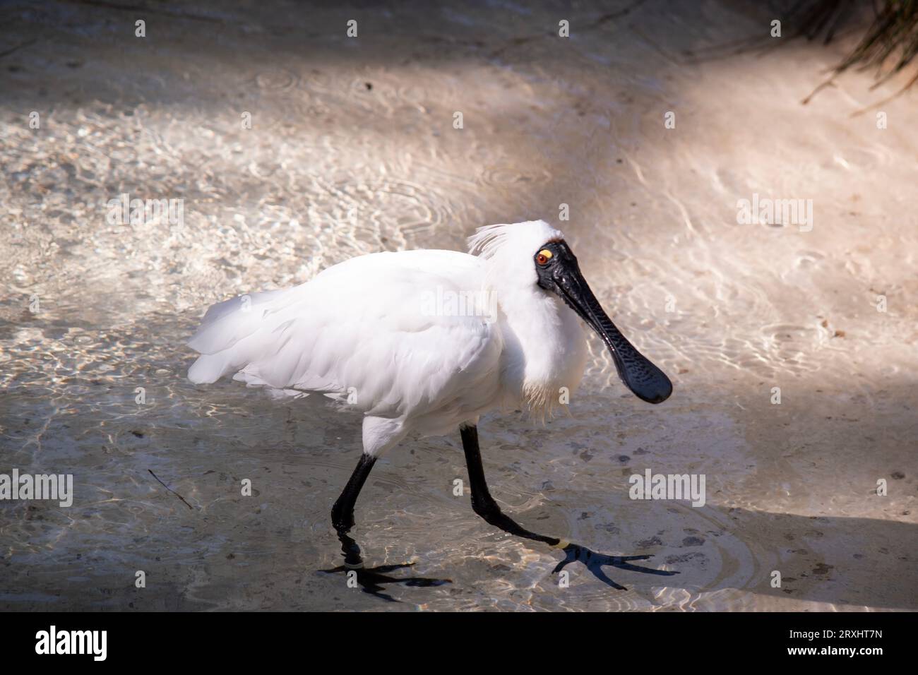 The royal spoonbill is a large white sea bird with a black bill that ...