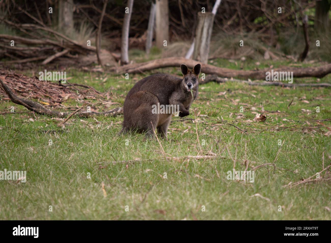 The swamp wallaby has dark brown fur, often with lighter rusty patches ...