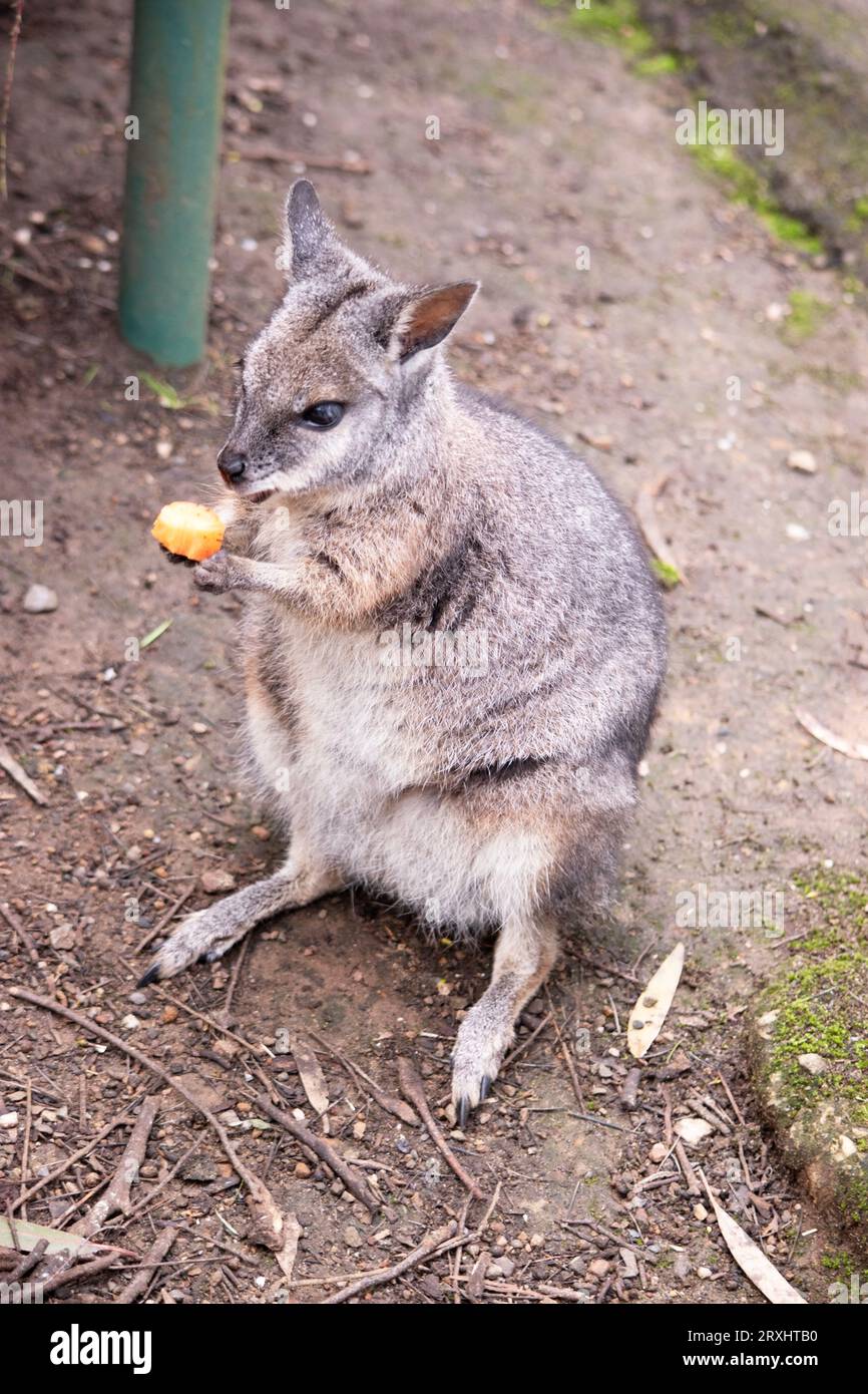 the tammar wallaby has dark greyish upperparts with a paler underside ...